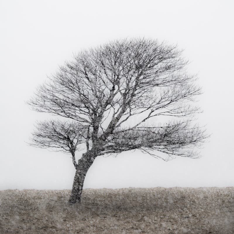 Lone Tree at Malham Tarn in Snow Storm Stock Image - Image of isolate ...