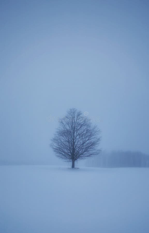 Lone Tree in Snowy Landscape Stock Image - Image of outside, nature ...