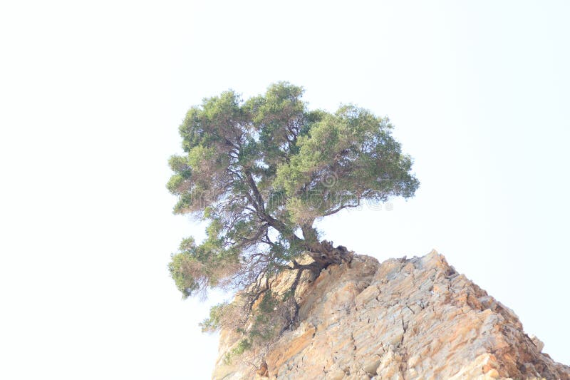 Lone tree stock image. Image of blue, trunk, tree, native - 367091965