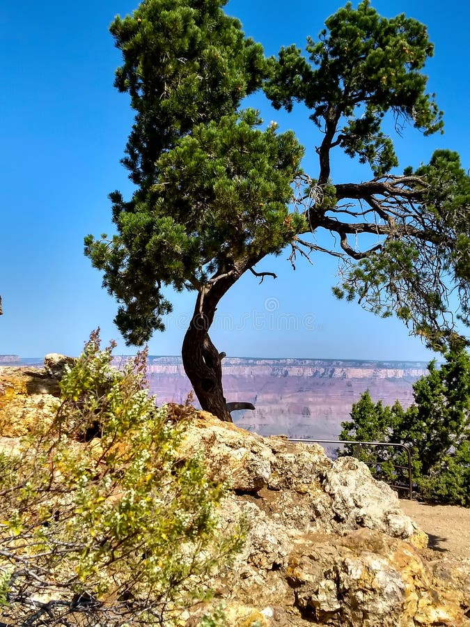 Lone Tree at the Grand Canyon Stock Photo - Image of lone, trees: 144765926