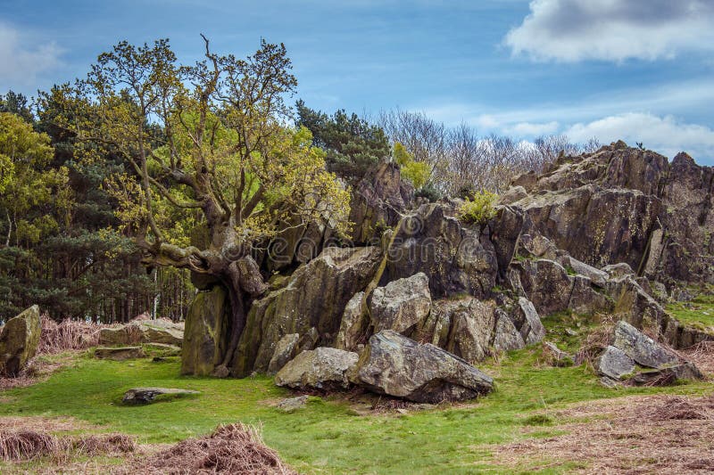 Tree Splitting Boulders Stock Photos - Free & Royalty-Free Stock Photos ...