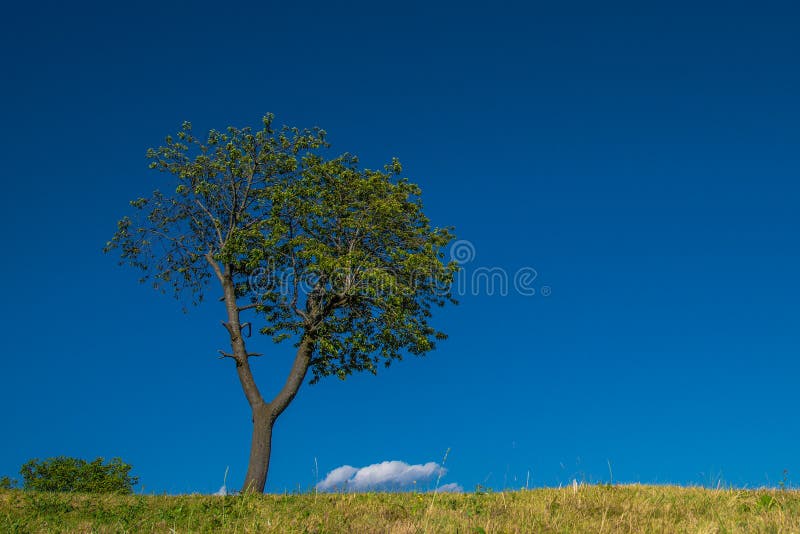 Lone tree stock image. Image of season, plant, white - 47610541