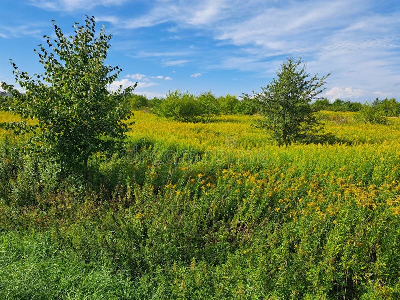 Lone Tree Standing in a Grassy Field Stock Image - Image of standing ...