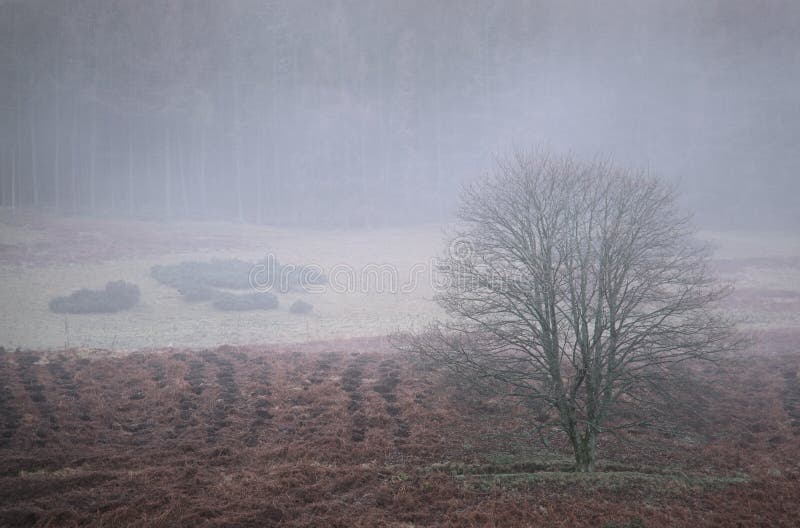 Lone tree in the mist stock image. Image of glen, scotland - 237510561