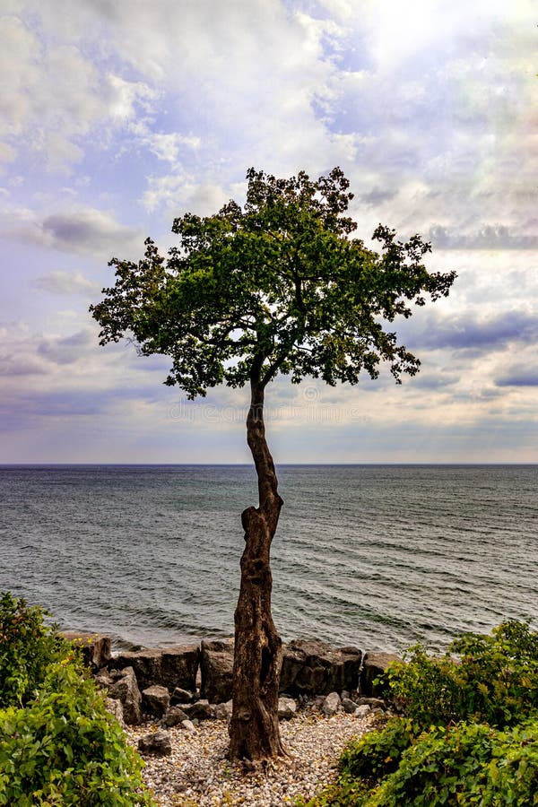 Lone Tree Standing by the Lake - Fall in Central Canada, on Stock Photo ...