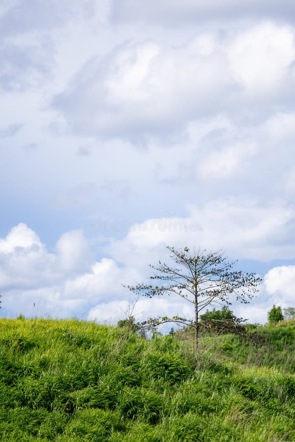 A Green Field with a Single Tree and the Sky Stock Photo - Image of ...