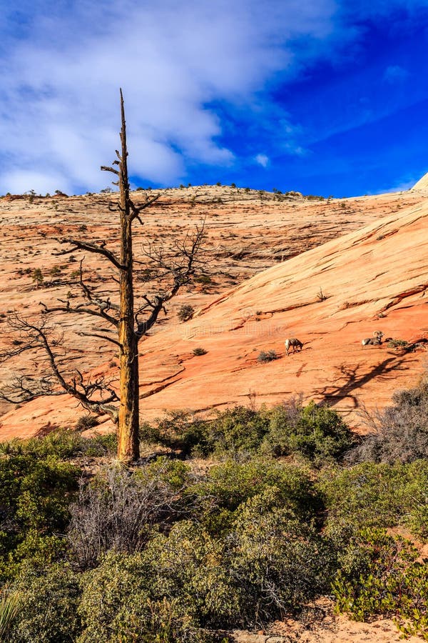 A Lone Tree Stands in a Field of Shrubs Stock Photo - Image of outdoors ...