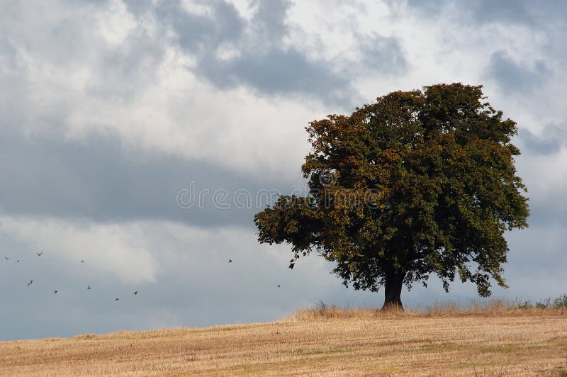 Lone tree in storm stock image. Image of lone, single, simple - 34329