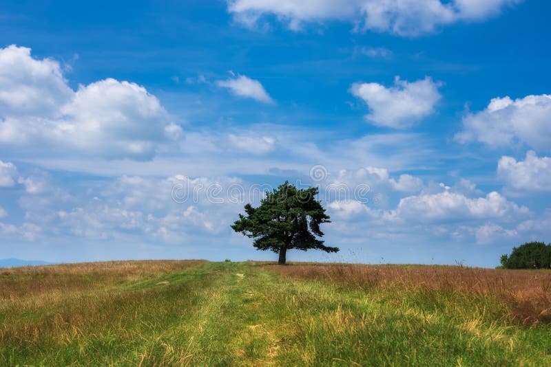 Lone Tree at the Summer Field Over Blue Sky Stock Photo - Image of ...