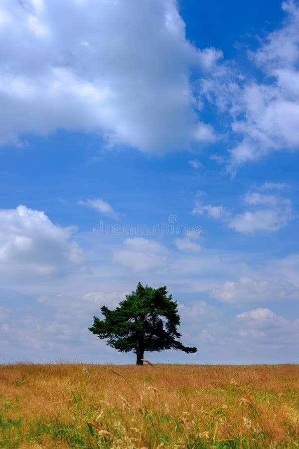 Lone Tree at the Summer Field Over Cloudy Sky Stock Image - Image of ...