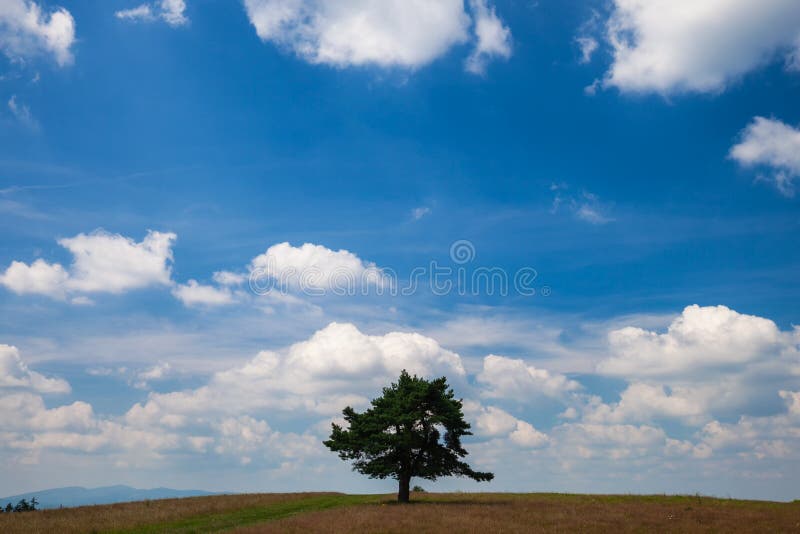 Lone Tree at the Summer Field Over Sky Stock Photo - Image of outdoor ...
