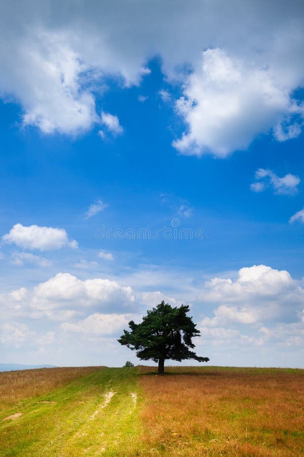 Lone Tree At The Summer Field Over Blue Sky Stock Image - Image of ...
