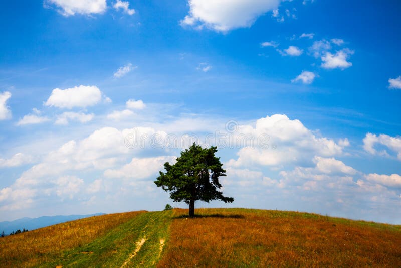Lone Tree at the Summer Field Over Blue Sky Stock Image - Image of ...