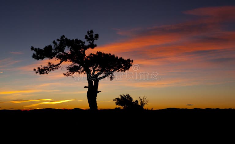 Lone Tree Sunrise stock photo. Image of nature, outside - 27242702