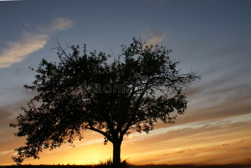 Lone tree at sunset stock image. Image of scenic, landscape - 15472409