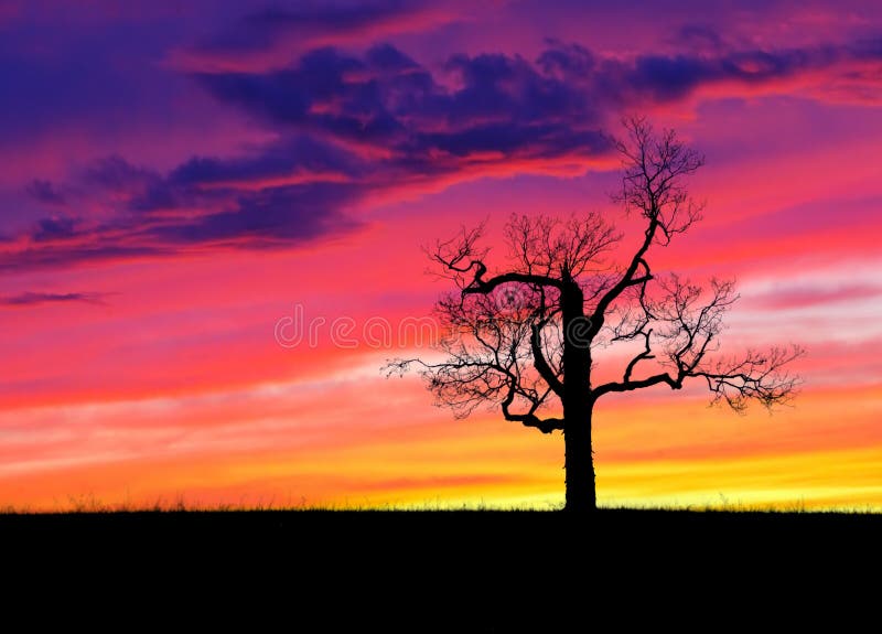 Oak Tree Sunset stock photo. Image of silhouette, destination - 3175860