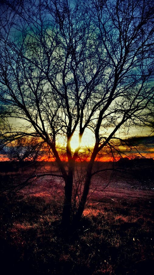 Lone tree stock photo. Image of lone, sunset, beautiful - 91530278