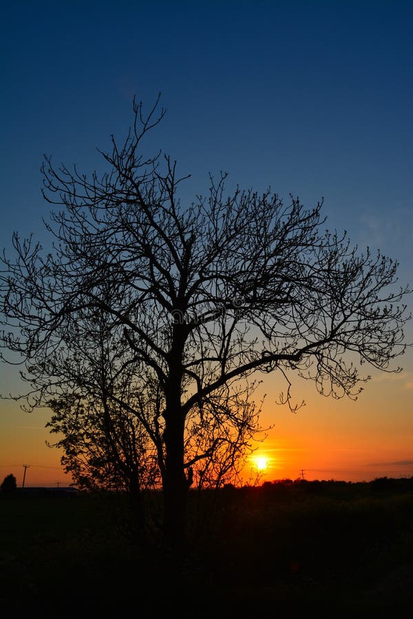 Lone tree at sunset stock photo. Image of tree, sunset - 40783012