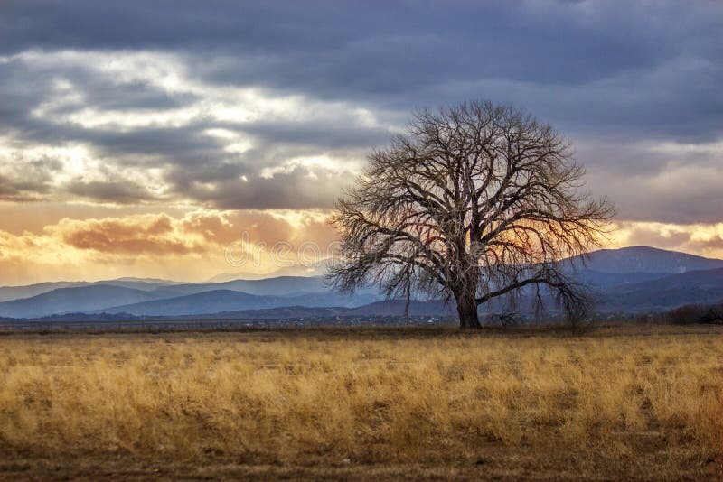 Lone Tree Sunset stock photo. Image of colorful, beautiful - 50309768