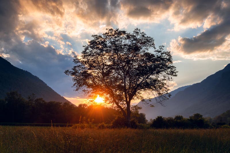 Lone Tree at Sunset in the Mountains Stock Image - Image of clouds ...