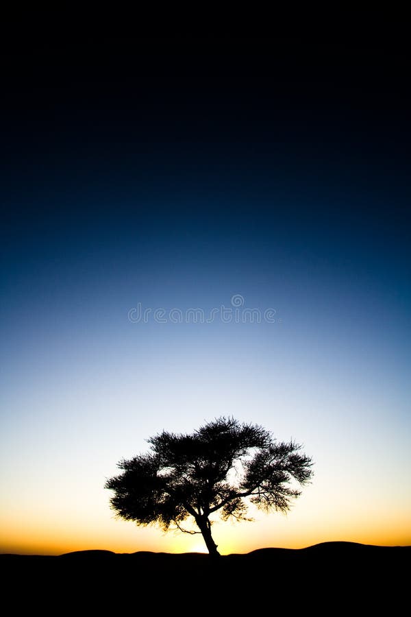 Lone Tree at Sunset Sunrise Stock Image - Image of deserted, night ...