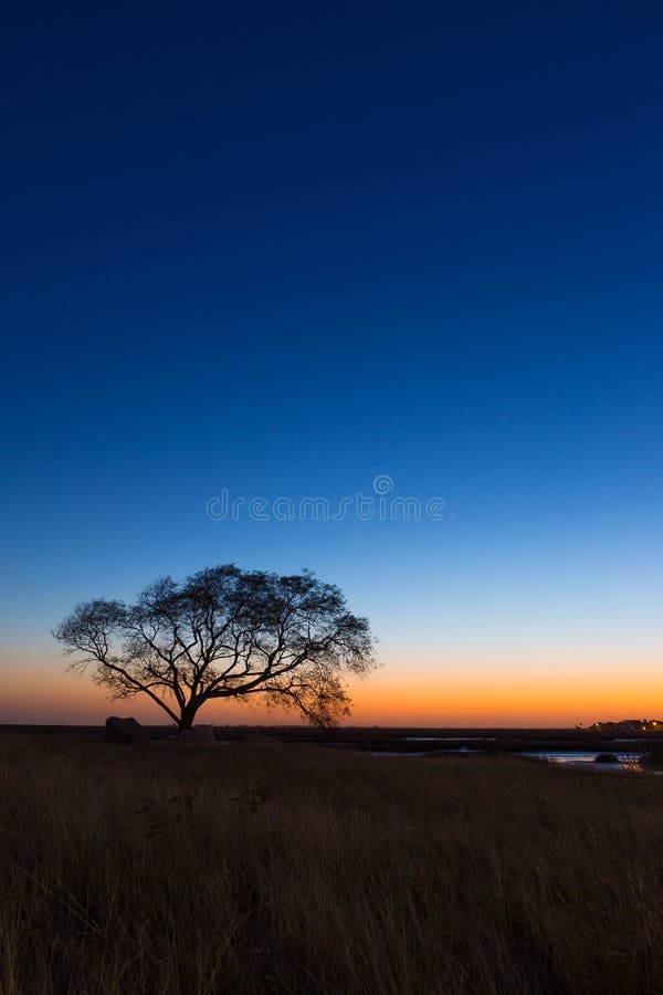 Lone Tree Sunset Vertical stock photo. Image of reflect - 74149436