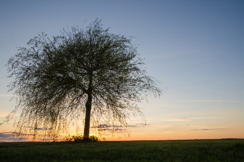 Lone tree at sunset stock photo. Image of lone, flowers - 40585660