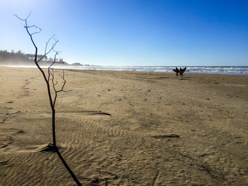 Lone Tree and Surfers Walking Along Oregon Beach Stock Photo - Image of ...