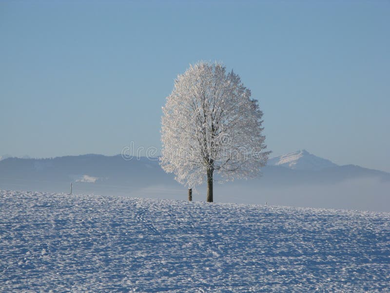 Lone Tree Surrounded by Snowcap Mountain Under Blue Sky Stock Image ...