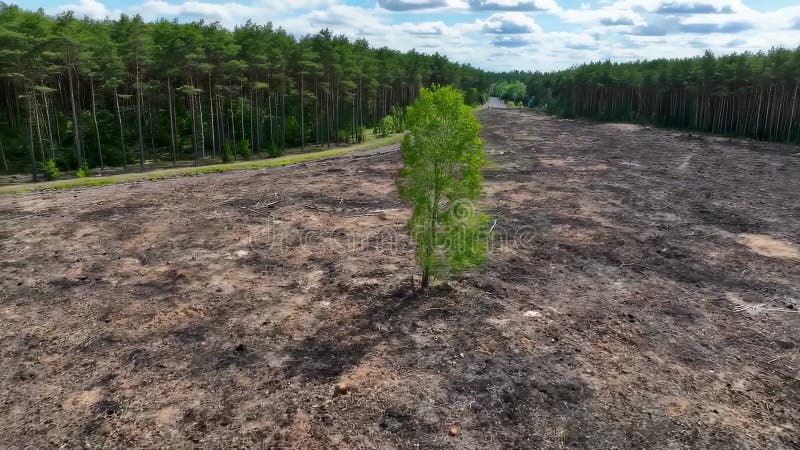 Lone Tree Surviving Deforestation in Desolate Landscape Stock Video ...