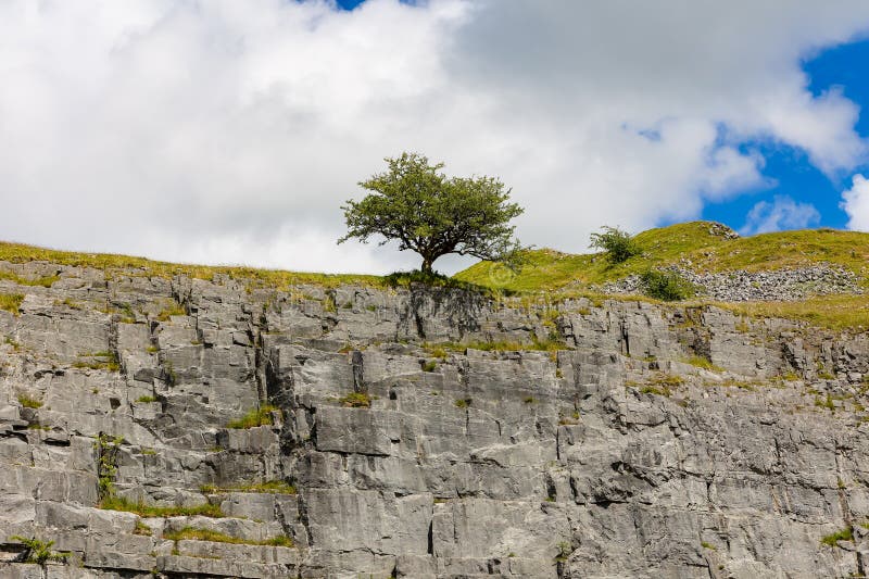 Lone Tree on Top of a Long-abandoned Quarry (Morlais, Wales Stock Photo ...