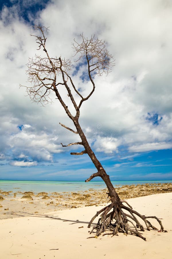 Lone Tree on Tropical Beach Stock Photo - Image of cloud, rock: 16150742
