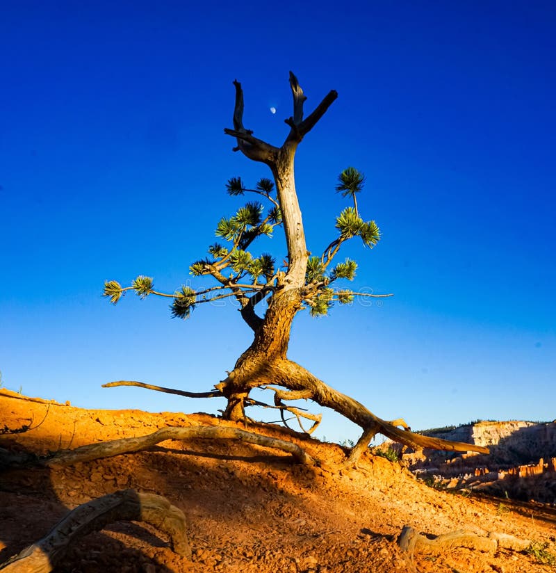 Lone Tree Branch Reaching Out Over a Rural Road on a Cloudy Day Stock ...