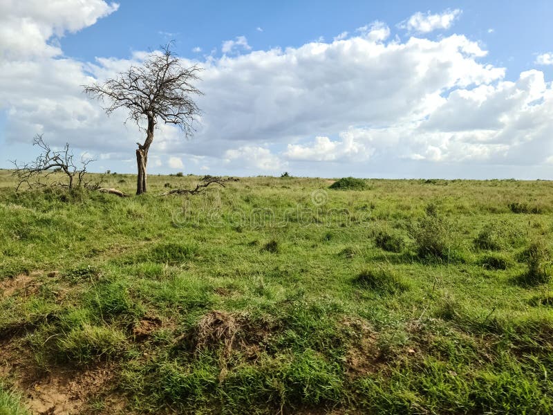 A Lone Tree in the Typical Savannah Landscape in Kenya Stock Image ...