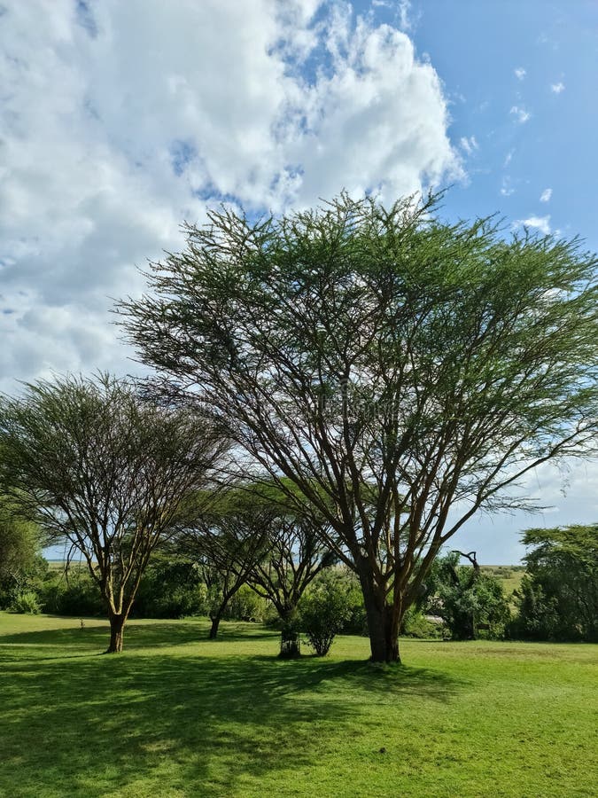 Lone Tree Typical Savannah Landscape Kenya Stock Photos - Free ...