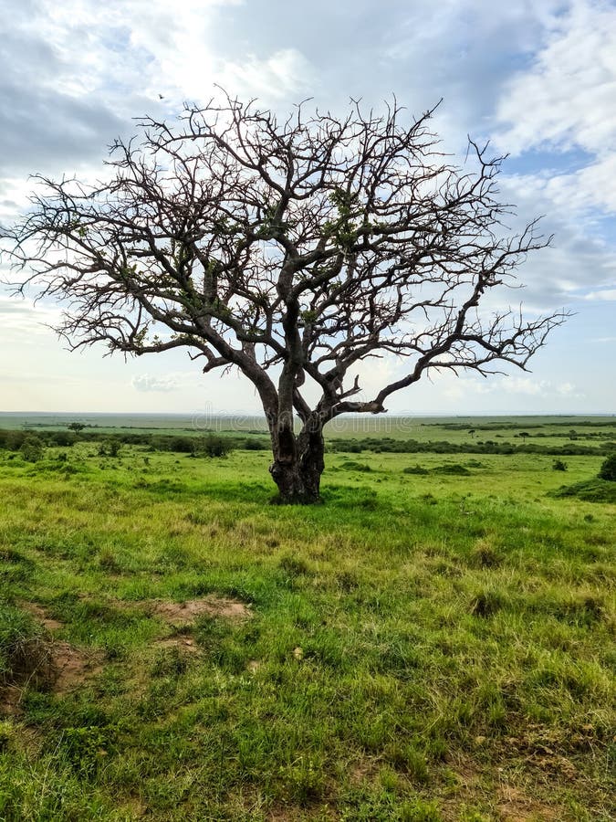Lone Tree Typical Savannah Landscape Kenya Stock Photos - Free ...