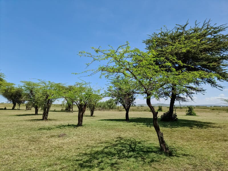 A Lone Tree in the Typical Savannah Landscape in Kenya Stock Image ...