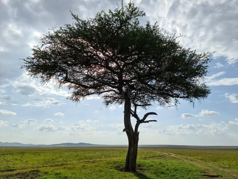 A Lone Tree in the Typical Savannah Landscape in Kenya Stock Photo ...