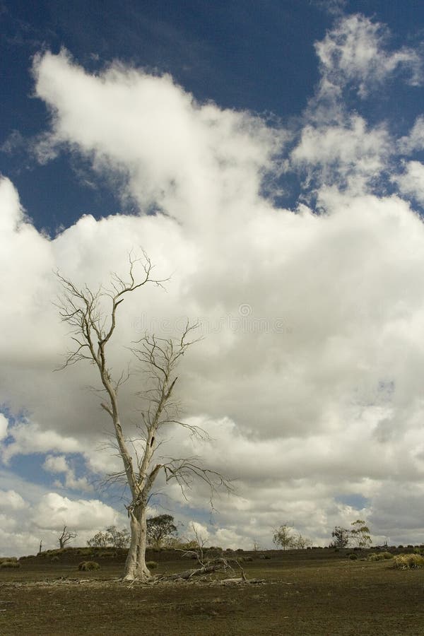 Lone tree under cloudy sky stock image. Image of outside - 4901593