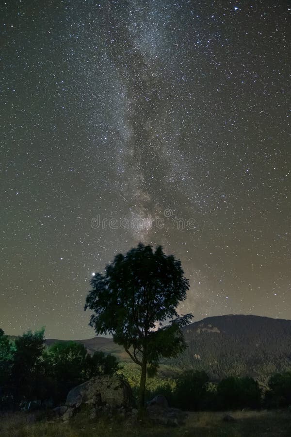 Lone Tree Under the Milky Way at Night Stock Photo - Image of stars ...