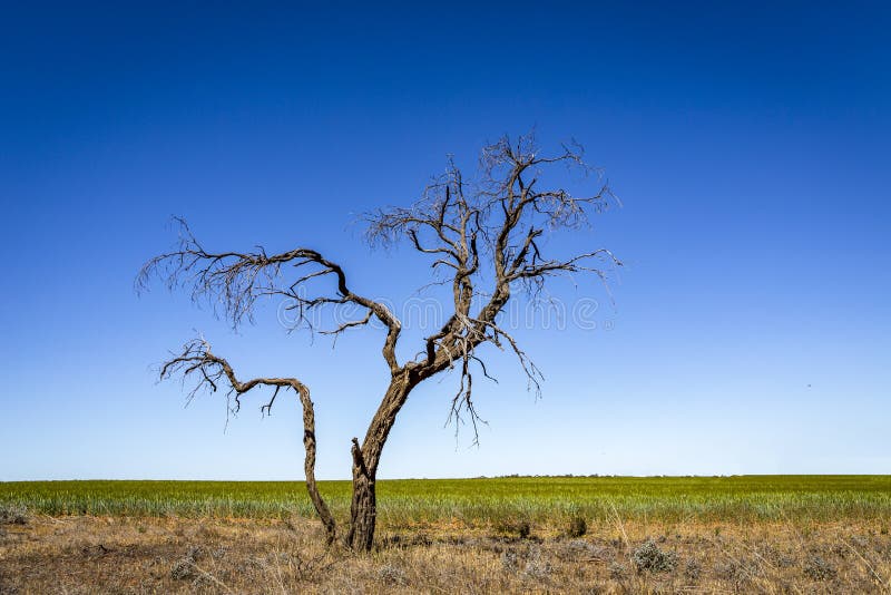 Lone Tree in Outback Australia Stock Image - Image of lone, outback ...