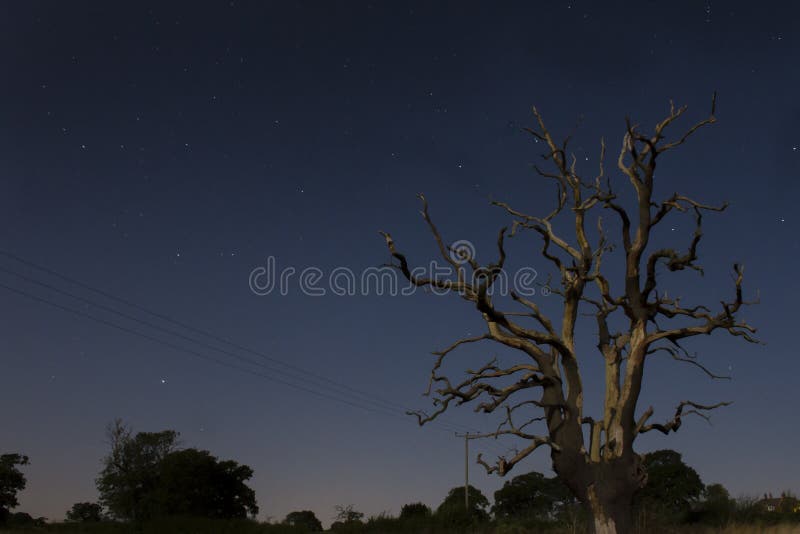 Lone Tree Under Starry Night Sky Stock Photo - Image of enchanted ...