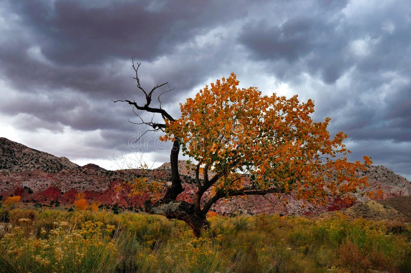 18,201 Twisted Tree Stock Photos - Free & Royalty-Free Stock Photos ...