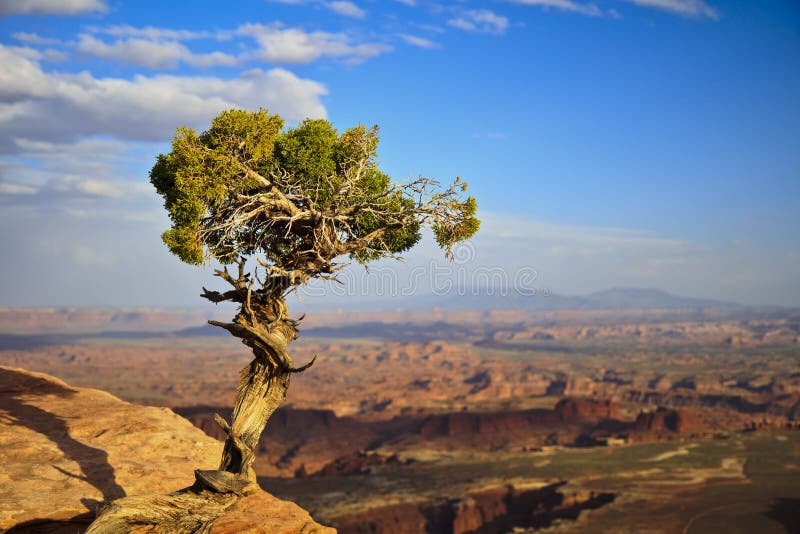 A Lone Tree Watching a Beautiful View in Utah, USA. Stock Photo - Image ...