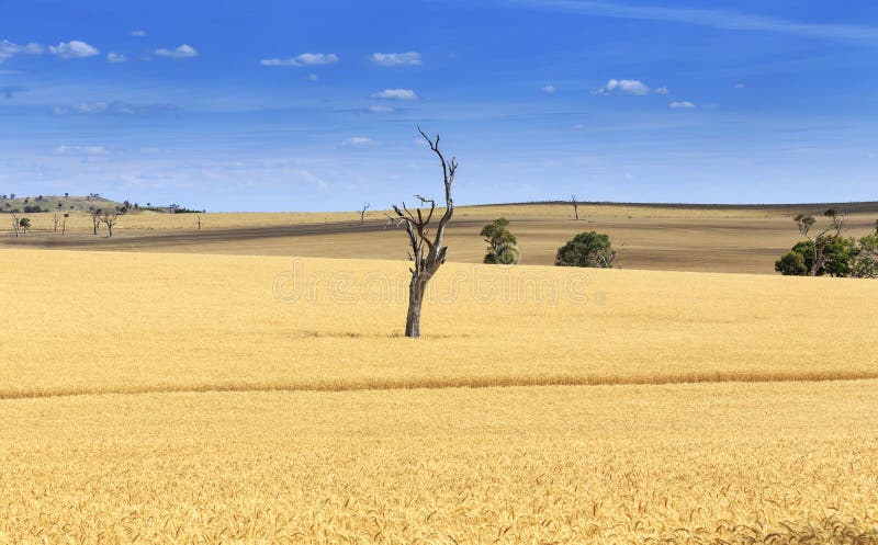 379 Dead Tree Wheat Field Stock Photos - Free & Royalty-Free Stock ...