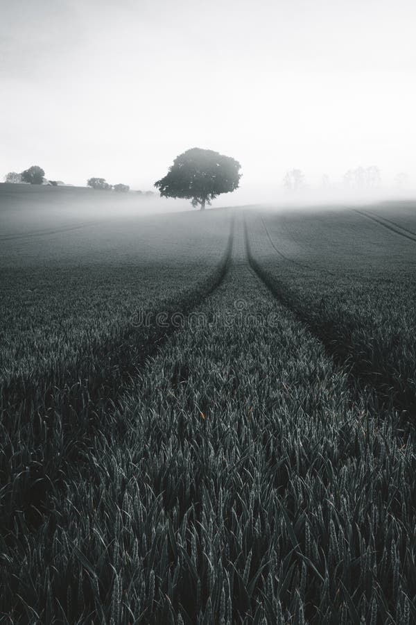 A Lone Tree in a Wheat Field Surrounded by Mist Stock Photo - Image of ...