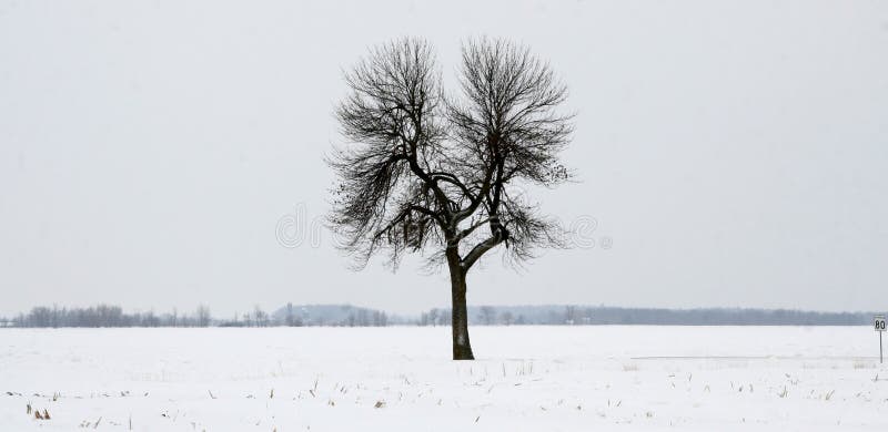 Lone tree in winter stock image. Image of winter, tree - 29604845