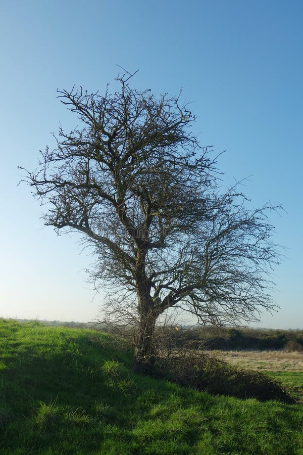 Lone Tree in Winter stock photo. Image of blue, weathered - 171704664