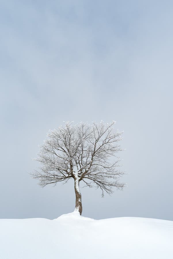 Lone tree in winter stock photo. Image of scenery, tree - 259099068