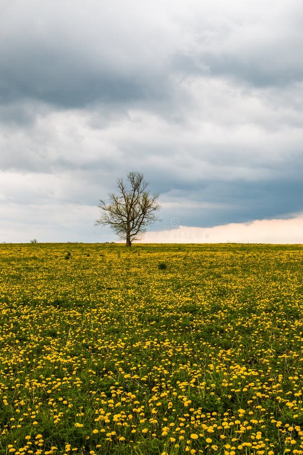 Lone Tree on Yellow Prairie 1 Stock Image - Image of spring, yellow ...